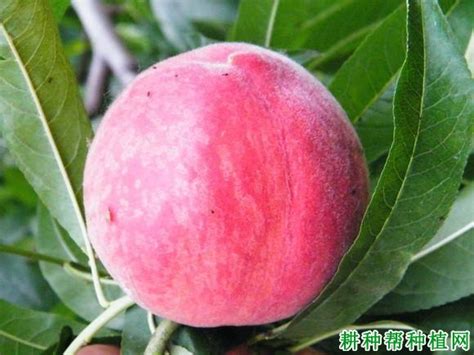 霞脆桃品种好不好 耕种帮种植网