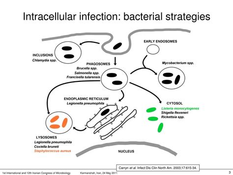 Ppt Hunting Intracellular Bacteria With Antibiotics Powerpoint Presentation Id