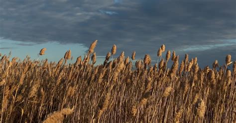 가을 갈대 건조한 경치 경치가 좋은 계절 고요한 골든 아워 공기의 움직임 구름 농업 농촌의 높은 들판 떨어지다 밀과 같은 바람 붓 블루