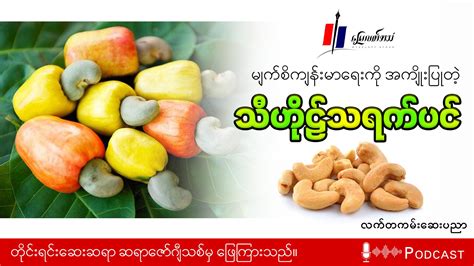 မျက်စိကျန်းမာရေးကို အကျိုးပြုတဲ့ သီဟိုဠ်သရက်ပင်” Podcast