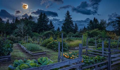 Лунный календарь посевной на июнь 2024 года для садовода и огородника Гороскоп Клео ру