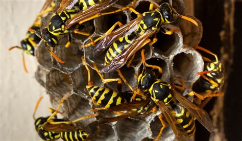 Common Types Of Wasps To Watch Out For Miller Pest