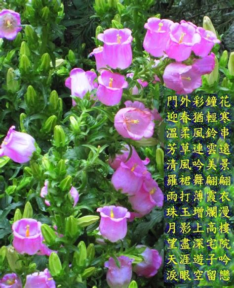 彩鐘花 飛越極限 udn部落格