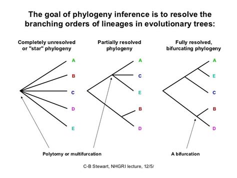 Phylogenetic Analysis