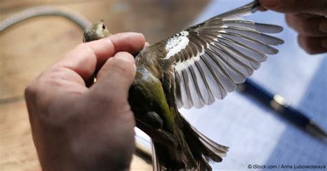 New Discoveries Shed Light On Ancient Birds