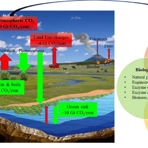 Global Processes Contributing To Atmospheric Co2 Emissions Red Arrows And Download