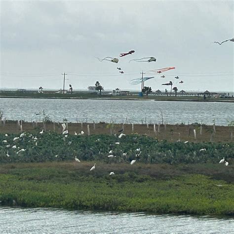 Rockport Birding And Kayak Adventures All You Should Know Before