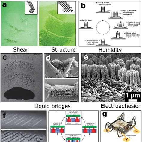 Dynamic Adhesion In Nature And Bioinspired Systems A Footprints Of A Download Scientific
