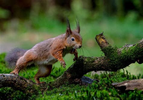 Lets Bring Back The Red Squirrel Ecotalk