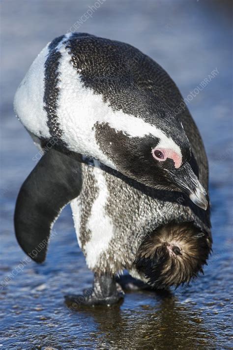 Adult African Penguin Preening Stock Image C021 1707 Science Photo Library