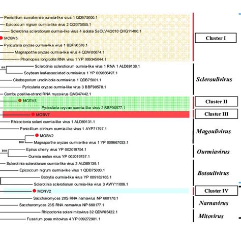 a maximum likelihood phylogenetic tree constructed based on an