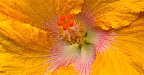 관상용 식물 꽃 꽃무늬 꽃이 피는 꽃잎 꽃잎 질감 노란색 노란색 꽃 다채로운 매크로 밝은 봄 상세한 선명한 수분 수술 식물 식물 생활 식물군