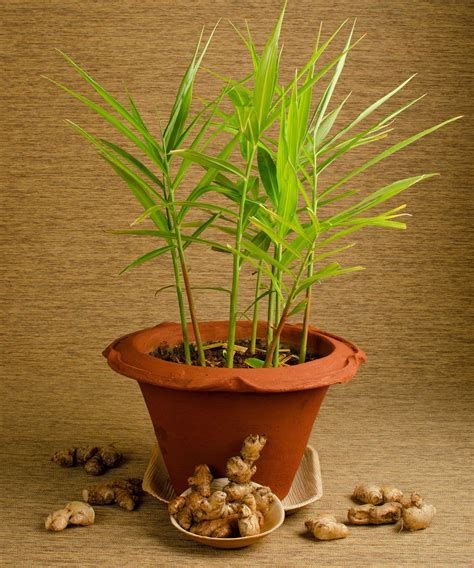 How To Grow Ginger Expert Tips For This Cooking Ingredient Gardeningetc