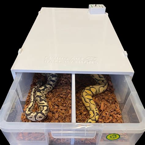 33 Litre Ball Pythons Set Up Kit Living Art Ball Pythons
