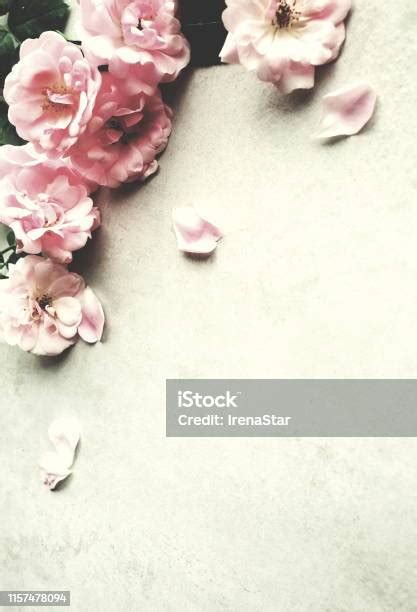 빈티지 톤의 꽃 배경 회색 배경에 아름 다운 옅은 분홍색 장미입니다 맨 위 보기 공간을 복사합니다 꽃 카드 0명에 대한 스톡 사진 및 기타 이미지 Istock