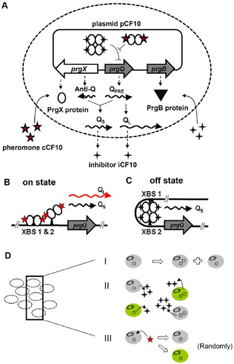 Schematic Drawing Of Gene Regulation And Population Balance Model A Download Scientific