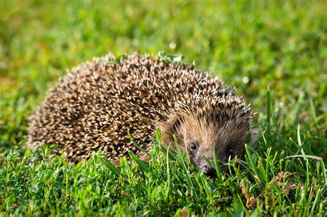 Premium Photo Hedgehog On The Grass