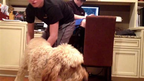 Friend Screwing With His Dog Youtube