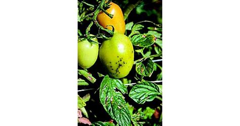 ПО ДОМАТИТЕ Български Фермер