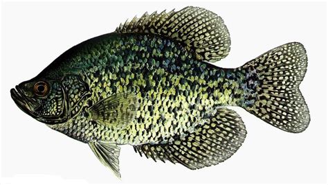 Crappie Drawing At GetDrawings Free Download