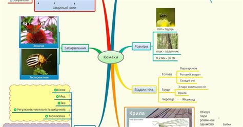 Ментальна карта до уроку Комахи Ілюстрації Біологія