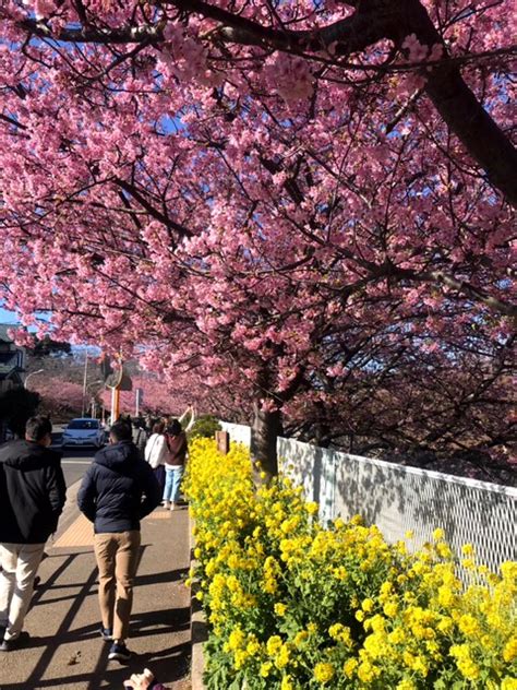 Cherry Blossoms Yokohama English Walk