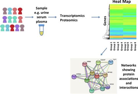 Integrative Transcriptomics Proteomics Analysis Service Mtoz Biolabs