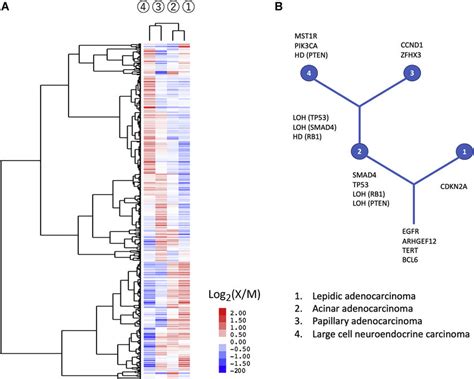 A Hierarchical Clustering Of Mean Centered Rna Gene Expression Of