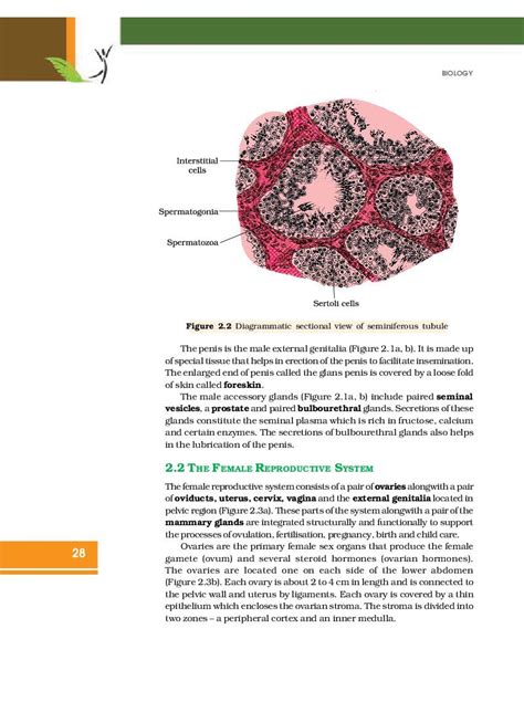 Ncert Book Class 12 Biology Chapter 2 Human Reproduction Pdf Aglasem