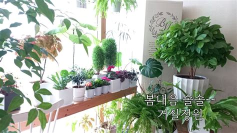 겨울가드닝 성공비결😎봄을 만난 거실정원🌱 Youtube