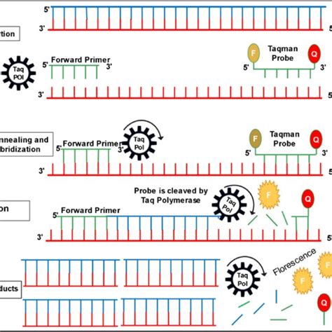 Schematic Diagram Of Nested Pcr Download Scientific Diagram