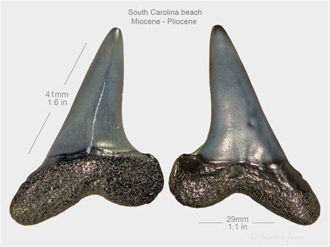 Isurus Retroflexus  Member Collections The Fossil Forum