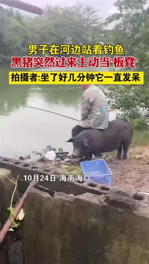 男子在河边站着钓鱼，黑猪突然过来主动当板凳手机新浪网