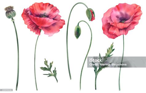양귀비는 빨간색이며 흰색 배경에 큰 세트입니다 야생화 양귀비 새싹 잎 및 줄기의 수채화 그림 손으로 그린 식물 클립아트 식물 디자인의 요소 0명에 대한 스톡 벡터 아트 및
