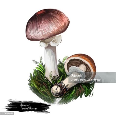 아가리쿠스 아가리쿠스 속의 와인 색 버섯 흰색에 고립 된 평평한 전구 버섯 식용 곰팡이 디지털 아트 일러스트레이션 천연 식품