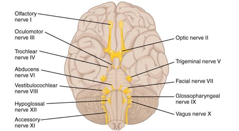 The Cranial Nerves Functions Mnemonic Lecturio Medical