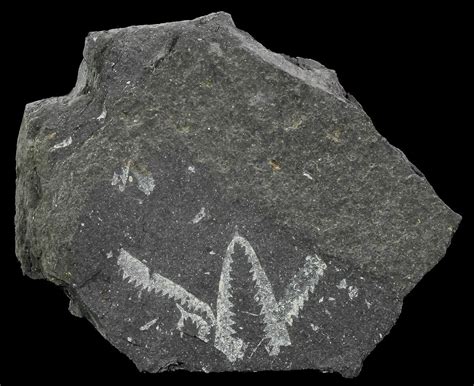 Fossil Graptolites Didymograptus Great Britain 68004 For Sale