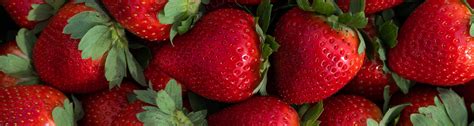 Using Artificial Intelligence For Strawberry Yield Prediction Agricultural And Biological