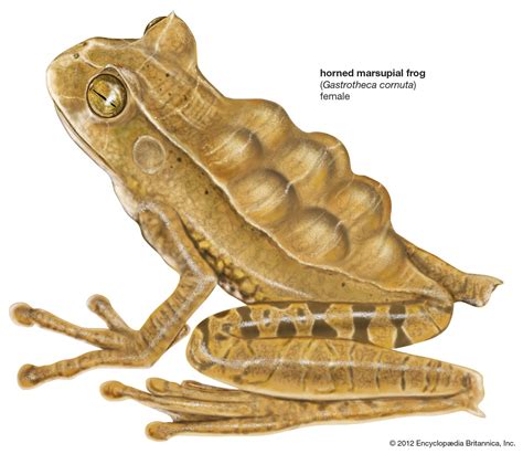 Frog And Toad Anura Classification Britannica