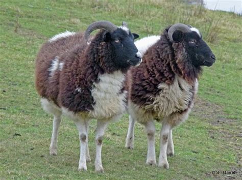 Designs On Nature Jacob Sheep