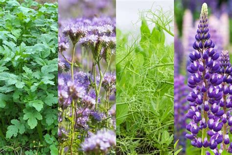 რით დავამუშაოთ კვლები შემოდგომაზე რომ ზაფხულში კიტრი პომიდორმა უხვი მოსავალი მოგვცეს