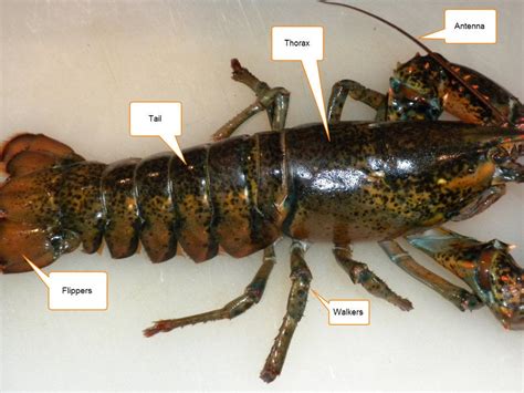 How To Sex A Lobster Cooking Forum Recipes And Pro Chef Tips Cheftalk