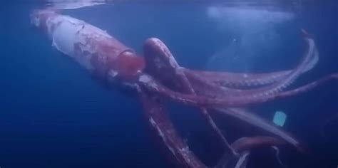 Largest Giant Squid Ever Found