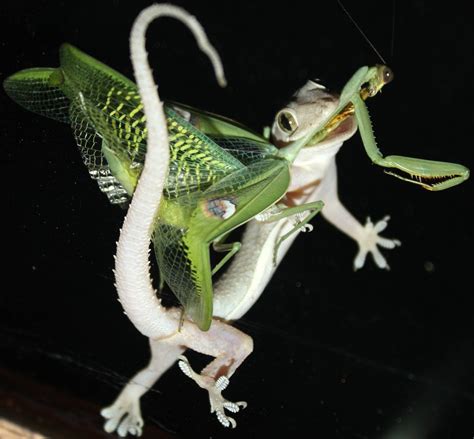 The Terrestrial Cephalopod