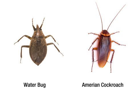 Bugs That Look Like Roaches A Guide For Identifying Roaches Pest