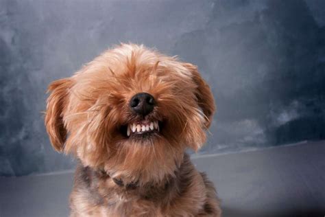 Yorkie Vs American Eskimo Dog A Clash Of Tiny Titans Yorkie Clothing