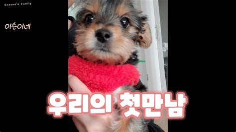 우리의 첫만남[요크셔테리어인가 실키테리어인가] Youtube