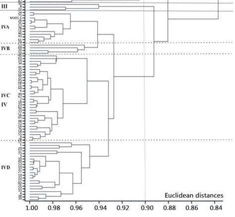 Dendrogram Of Cluster Groupings Of Brassica Napus Dh Lines And Their