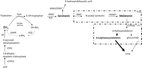 Melatonin Pathway Melatonin Synthesis Occurs In Pineal Gland And Download Scientific Diagram