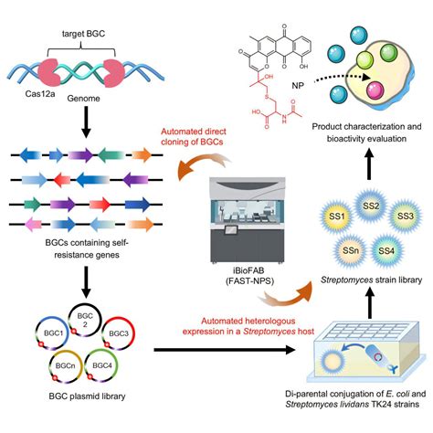Automated Method Increases The Efficiency Of Bioactive Natural Product Discovery